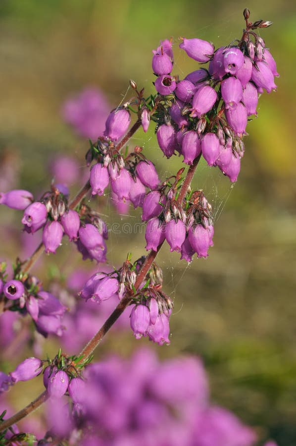 Bell Heather stock photo. Image of erica, england, ericaceae - 66878066