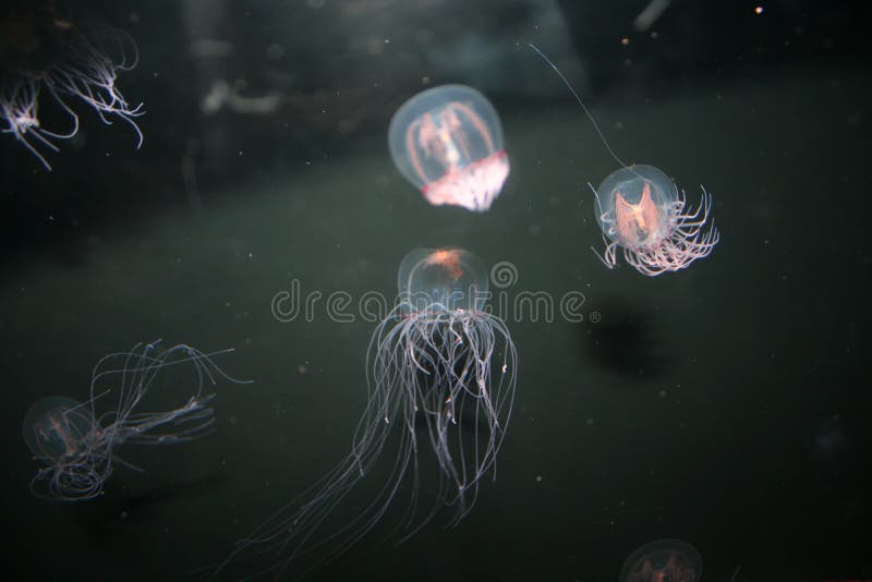 Polyorchis Penicillatus Stock Photos - Free & Royalty-Free Stock Photos ...