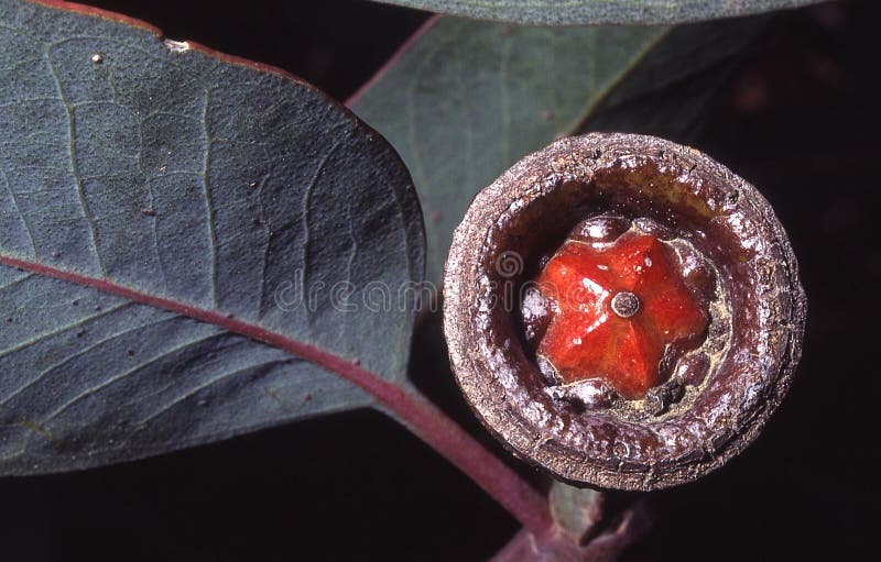 Bell Mallee seedbox stock image. Image of tree, growth - 17152343