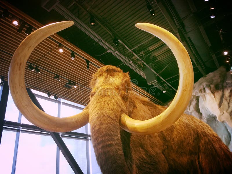 Bell Museum Mammoth editorial stock image. Image of minneapolis - 160036584