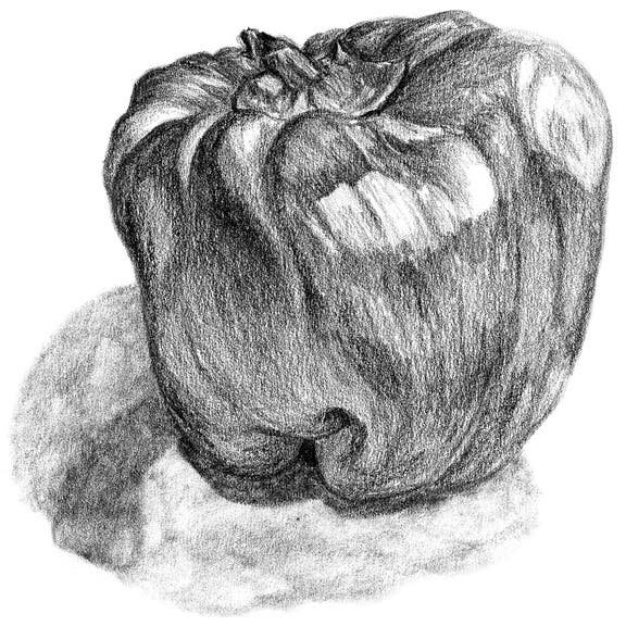 Bell Pepper Drawing Black White Stock Illustrations – 1,193 Bell Pepper ...