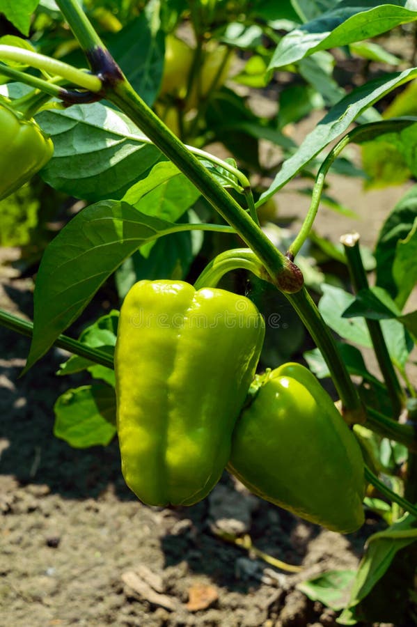Bell Pepper on the Branches among Green Leaves in the Garden Stock ...