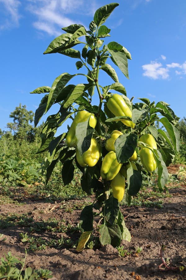 Bell Pepper Bush Against the Blue Sky. Stock Photo - Image of ...