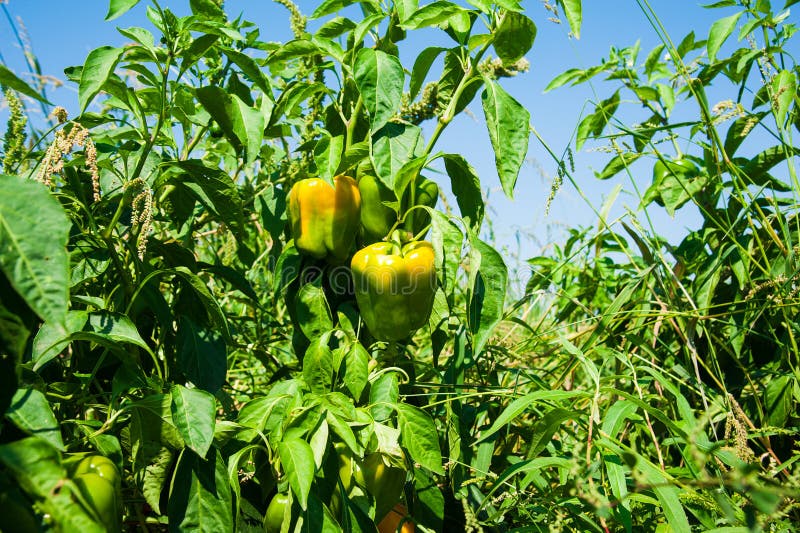 Bell pepper field stock photo. Image of peppers, garden - 79579694