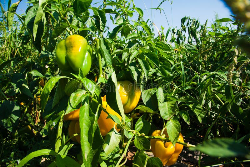 Bell pepper field stock image. Image of ripe, growing - 88694445