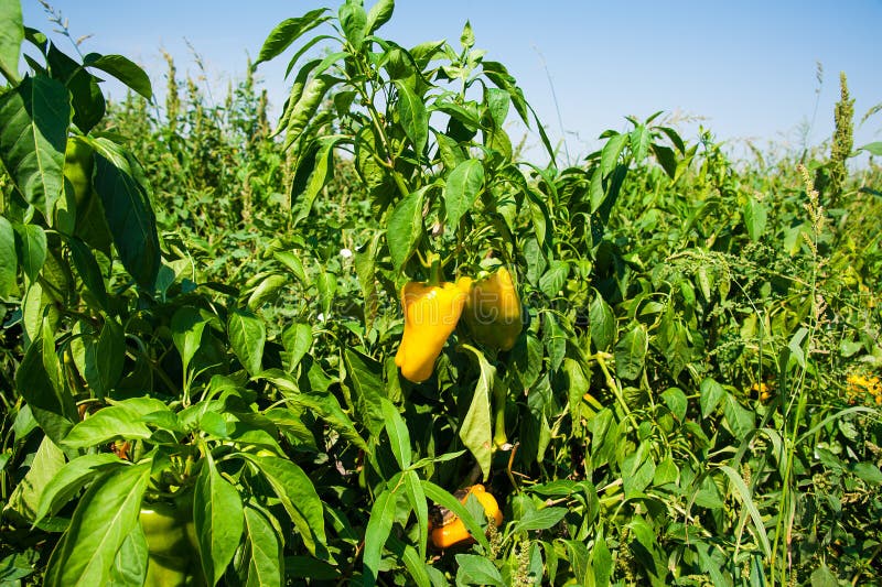 Bell pepper field stock photo. Image of peppers, garden - 79579694