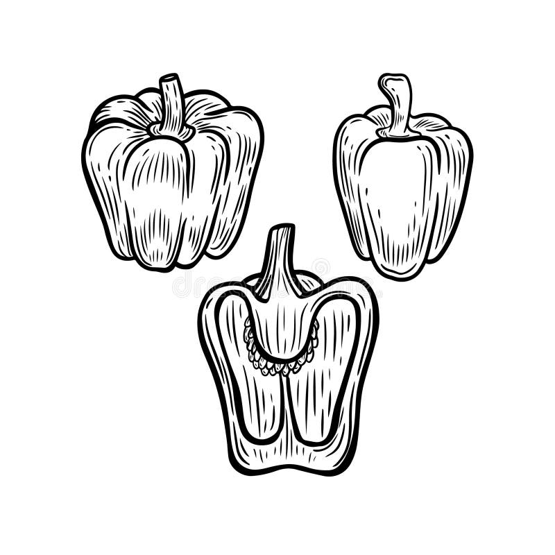 Pepper Line Drawing Stock Illustrations – 7,332 Pepper Line Drawing ...