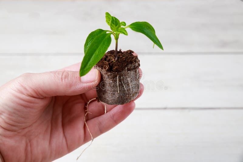 Bell Pepper Seedling in Peat Tablet with a Well Developed Root System ...