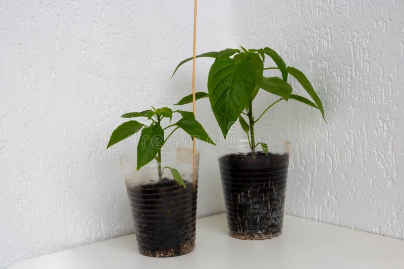 Bell Pepper Seedling with a Well-developed Root System on a White ...