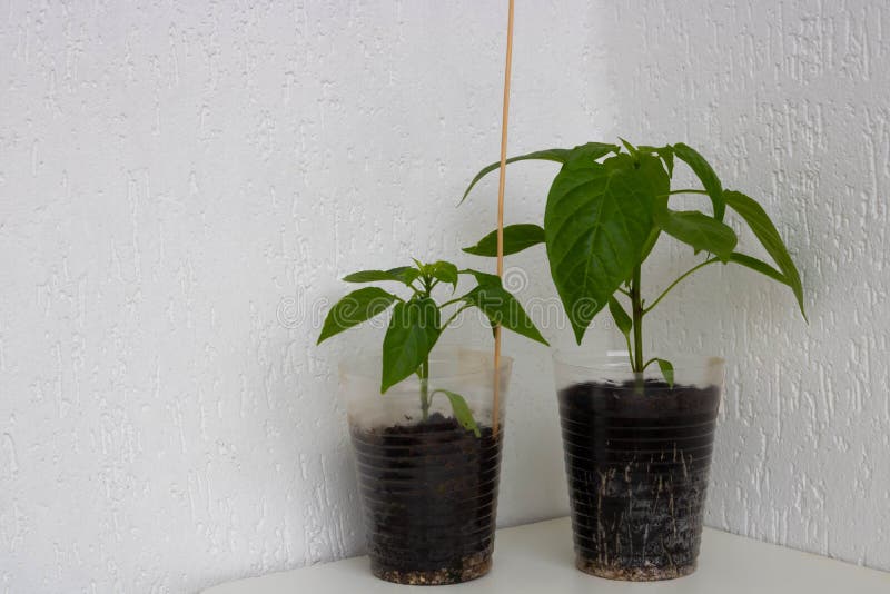 Bell Pepper Seedling with a Well-developed Root System on a White ...