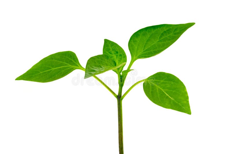 Bell Pepper Sprout, Pepper Stem with Green Leaves on White Isolated ...