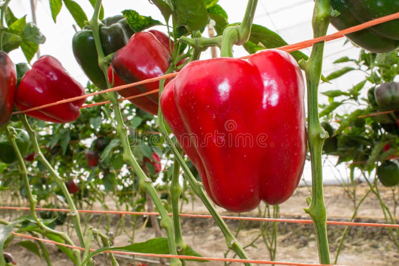 Bell pepper on the tree stock photo. Image of bell, agriculture - 136740020
