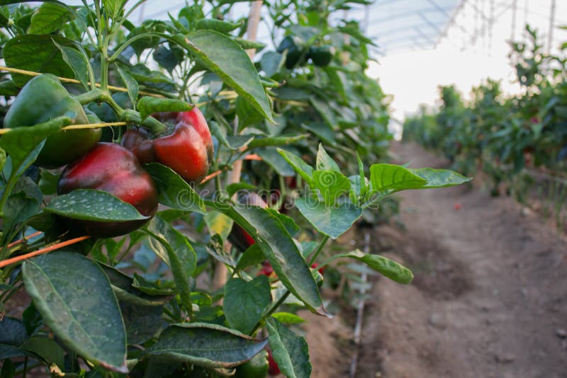 Bell pepper on the tree stock image. Image of farm, pepper - 136740147