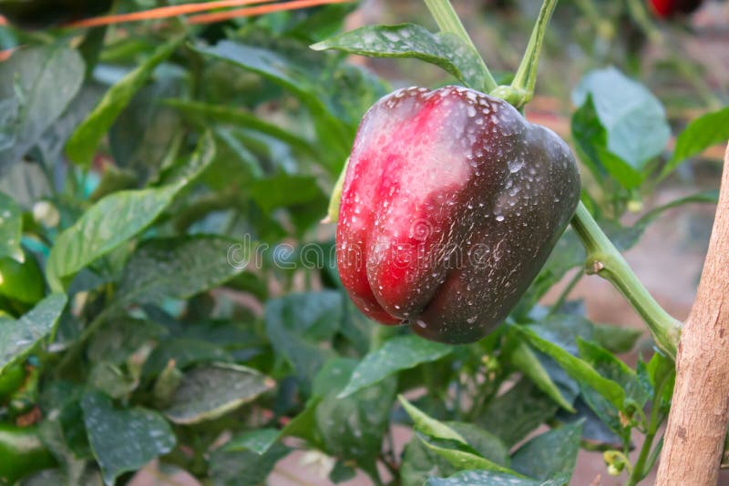 Bell pepper on the tree stock image. Image of diet, bell - 136740191