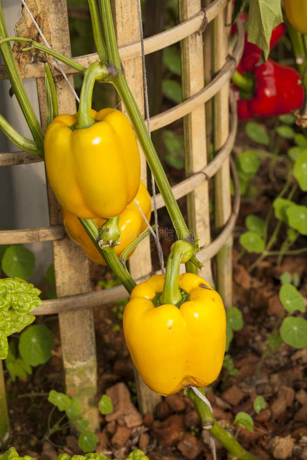 Bell pepper stock image. Image of backyard, grow, farm - 54257929