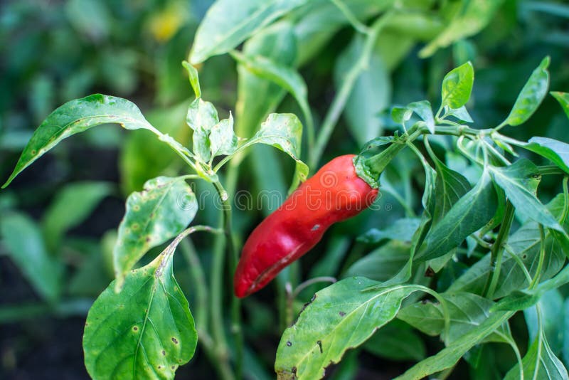 Bell Pepper on the tree stock image. Image of organic - 236129577