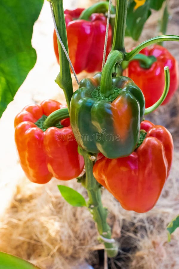 Bell Pepper on the Tree in the Garden. Stock Photo - Image of green ...