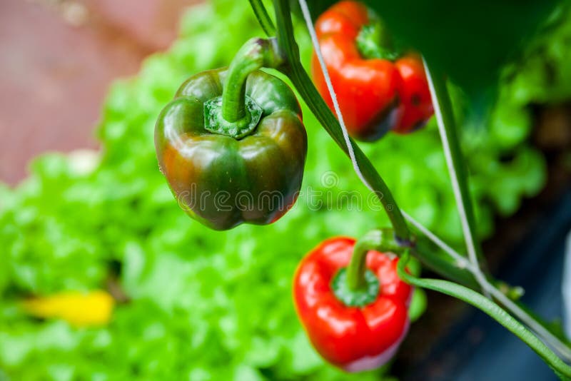 Bell Pepper on the Tree Ready To Be Sold Stock Photo - Image of peppers ...