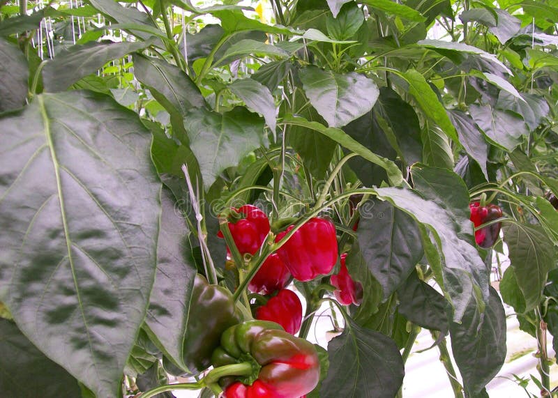 Bell pepper on the tree stock photo. Image of business - 60378414