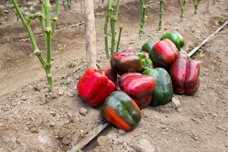 Bell pepper on the tree stock image. Image of harvest - 136739985