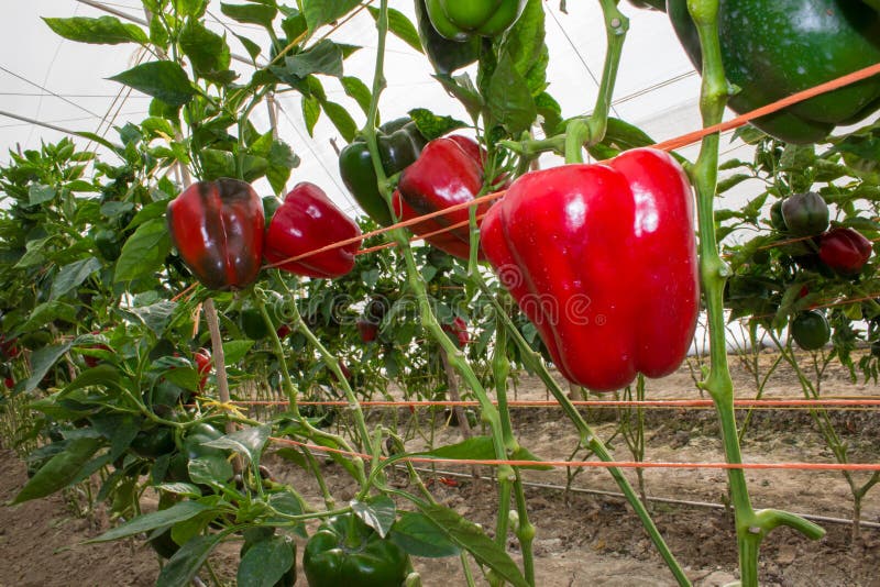 Bell pepper on the tree stock image. Image of nature - 136740019