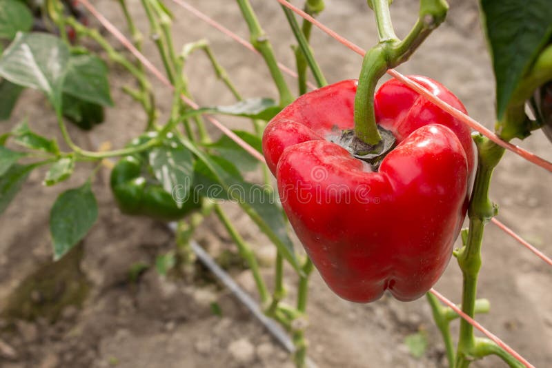 Bell pepper on the tree stock image. Image of vegetable - 136740077