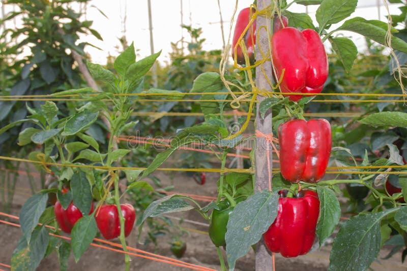 Bell pepper on the tree stock image. Image of nutrition - 136740255