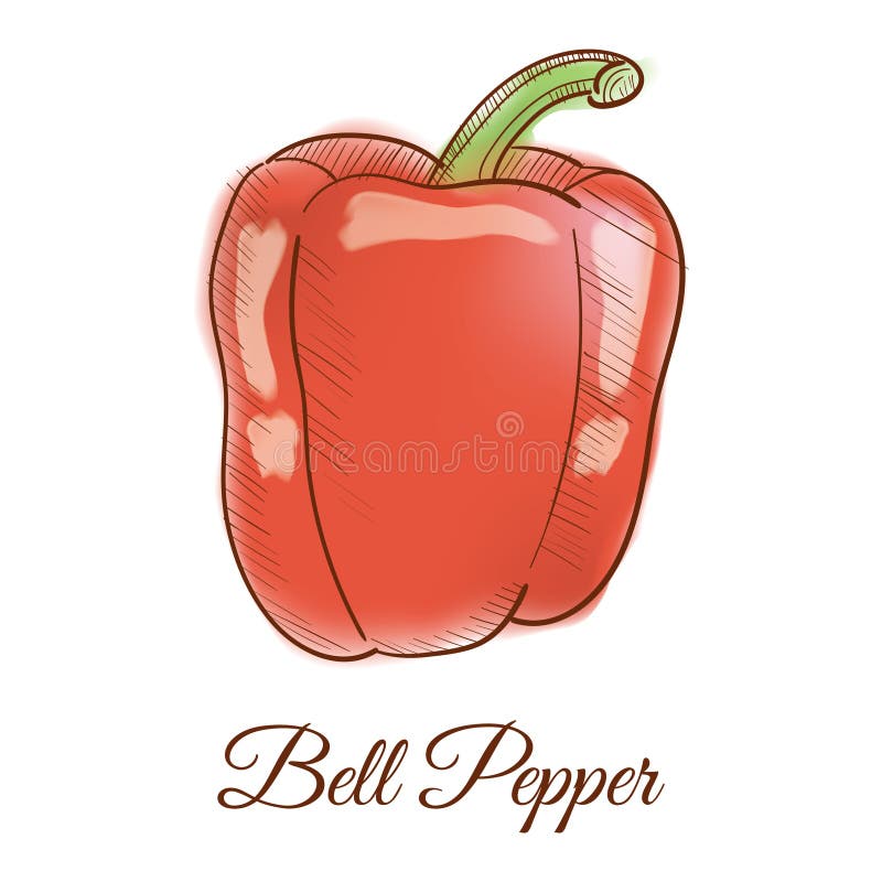 Bell Pepper. Vector Illustration Decorative Design Stock Vector ...