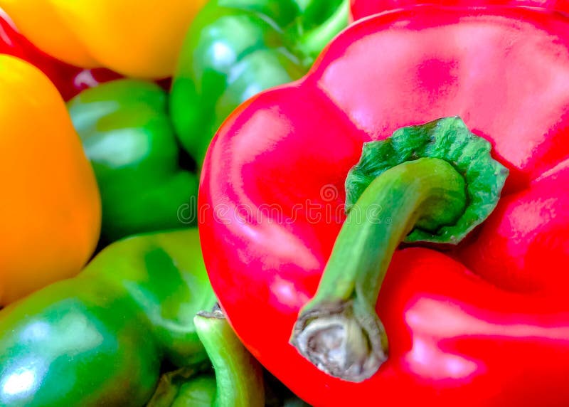 Bell peppers stock photo. Image of pepper, fruit, farm - 79116556