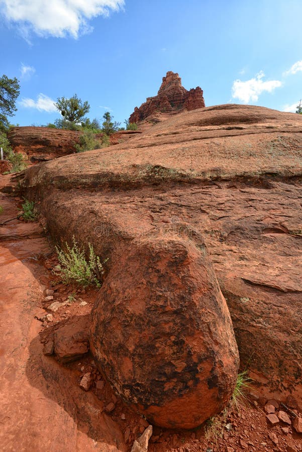 Bell Rock Vortex in Sedona and Dead Cypress Tree Stock Photo - Image of ...