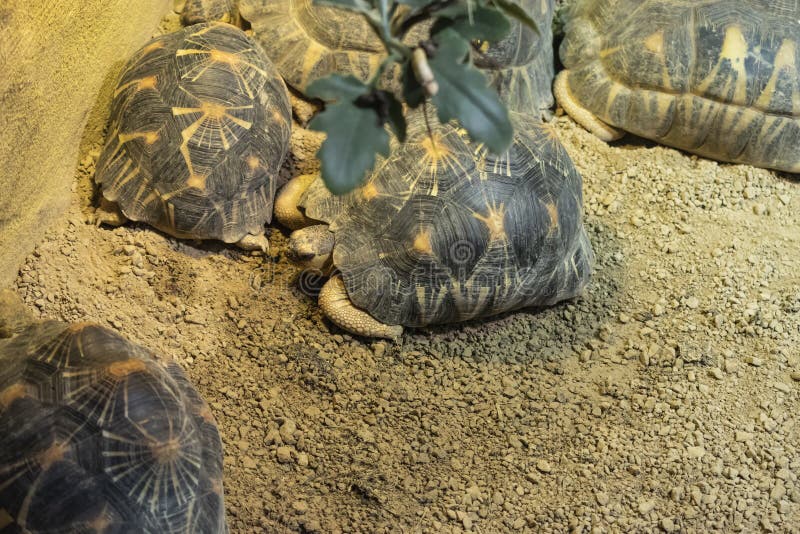 Bell s hinge-back tortoise stock photo. Image of africa - 153803500