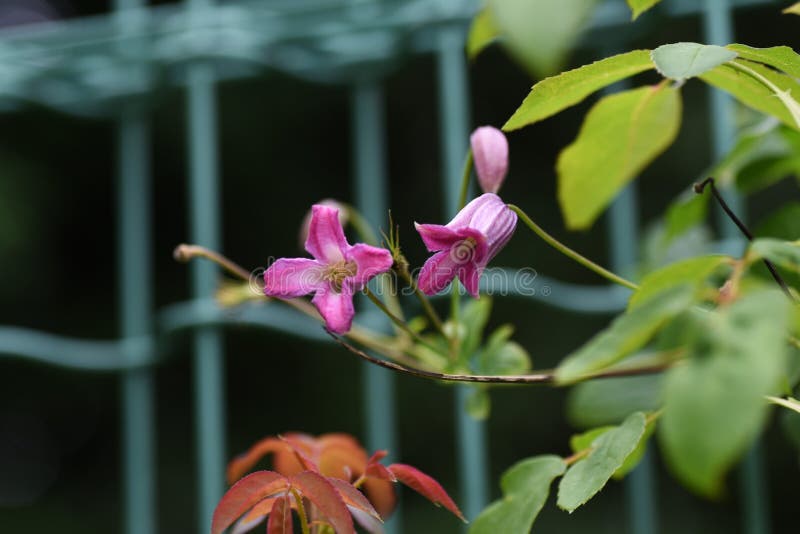 Bell-shaped Clematis stock image. Image of bell, kanagawa - 189495777