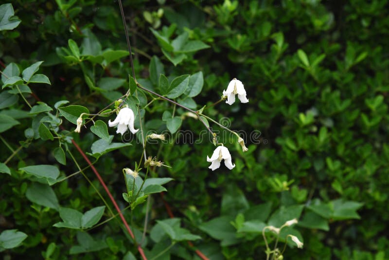 Bell-shaped Clematis stock image. Image of bell, beautiful - 189495797