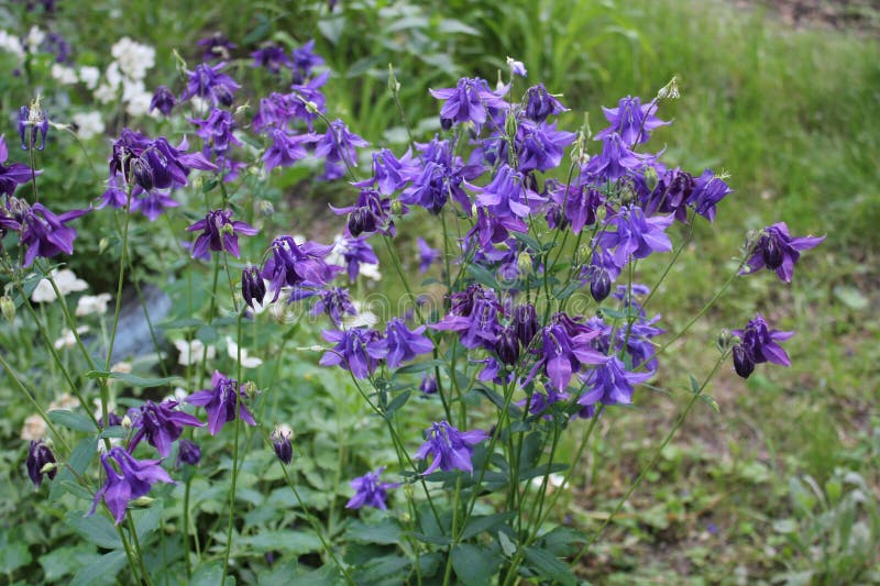 Bell-shaped Corolla of Dark Blue Colour Stock Image - Image of shaped ...