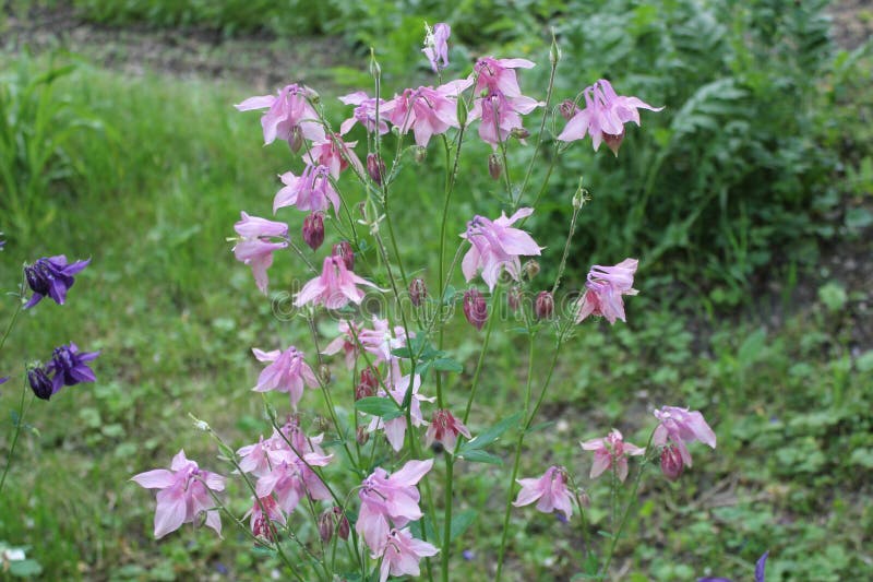 Bell-shaped Corolla of Pink Colour Stock Image - Image of flowerbed ...