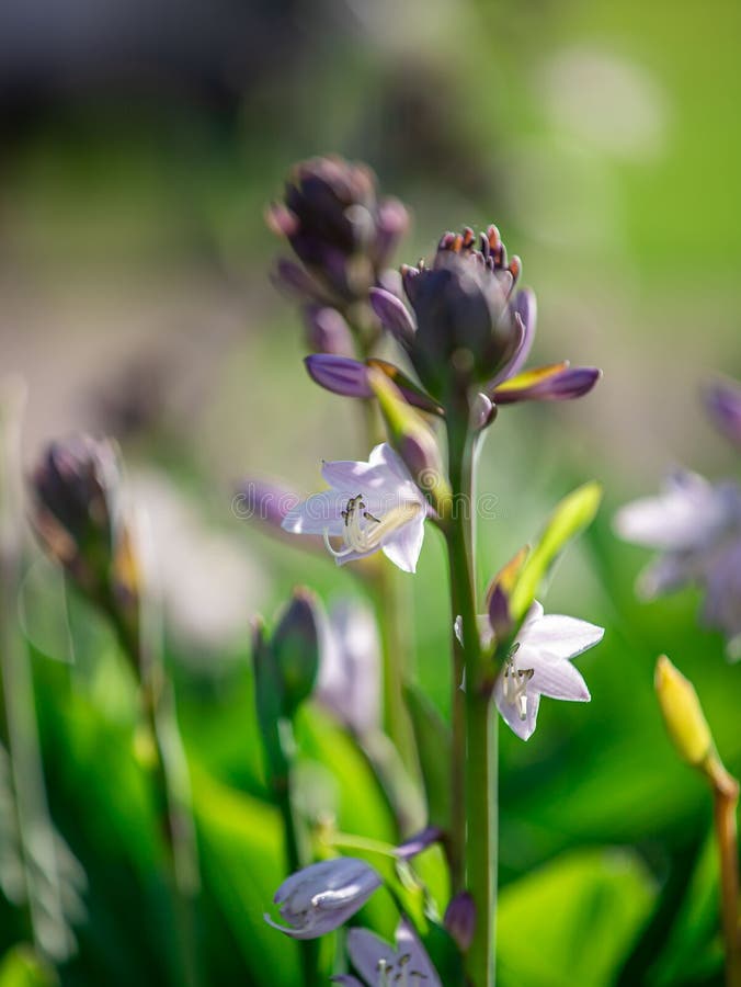 Bell-shaped Flowers Bloomed on the Thick Stems. Stock Image - Image of ...