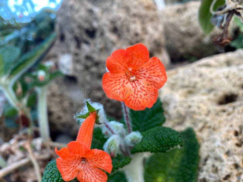 The Red Coloured Cactus Flower Stock Photo - Image of season, flower ...