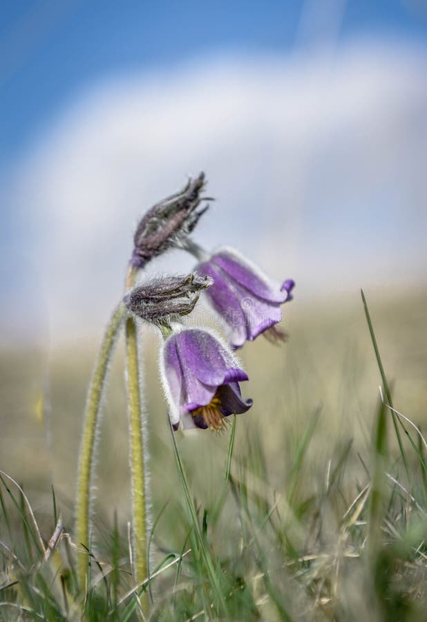 Bell Spring Flower. Beautiful Purple . Stock Photo - Image of flora ...