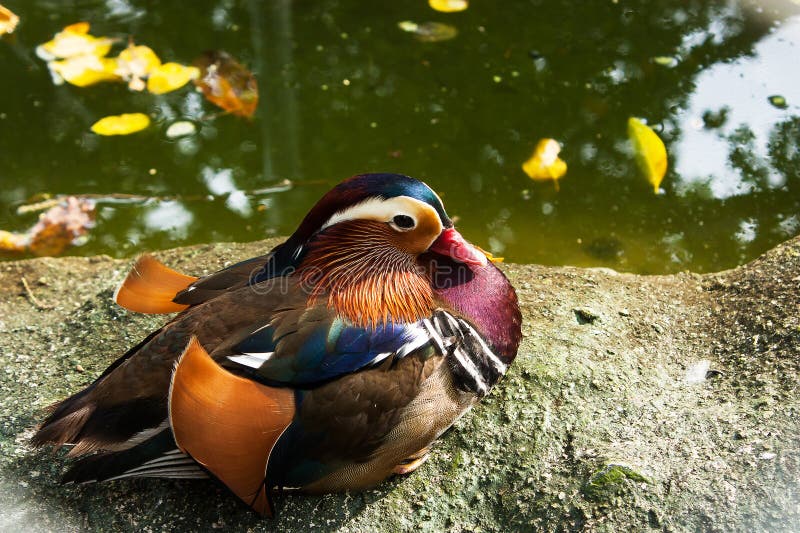 Bella anatra di mandarino fotografia stock. Immagine di coppie - 64898680
