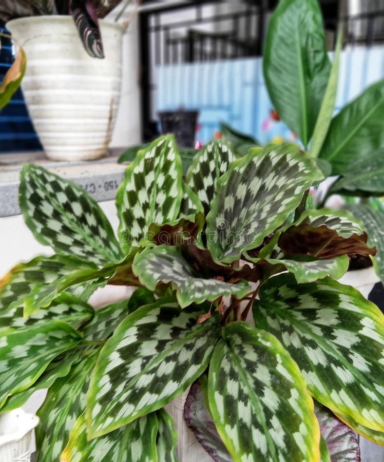 Bella Calathea Ornamental De Cola De Pavo Real Imagen de archivo ...