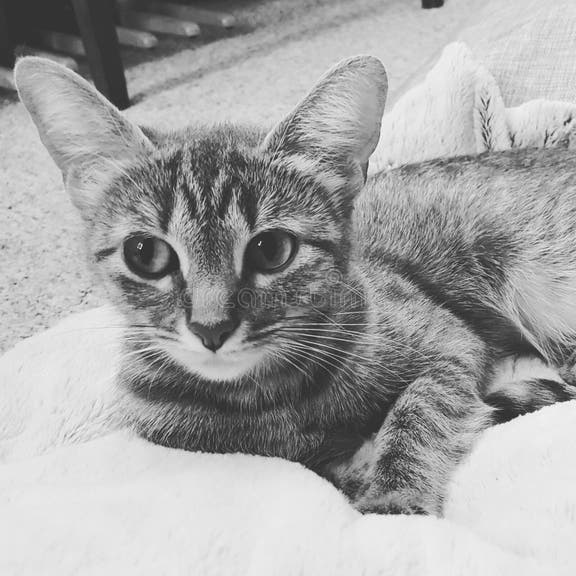 Bella the cat stock image. Image of skinny, white, black - 73446113