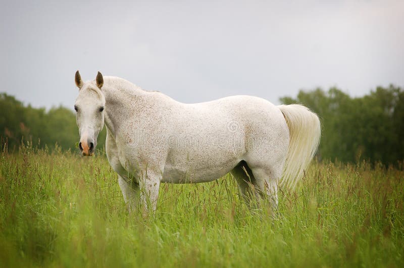 Bella cavalla araba libera fotografia stock. Immagine di attenzione ...