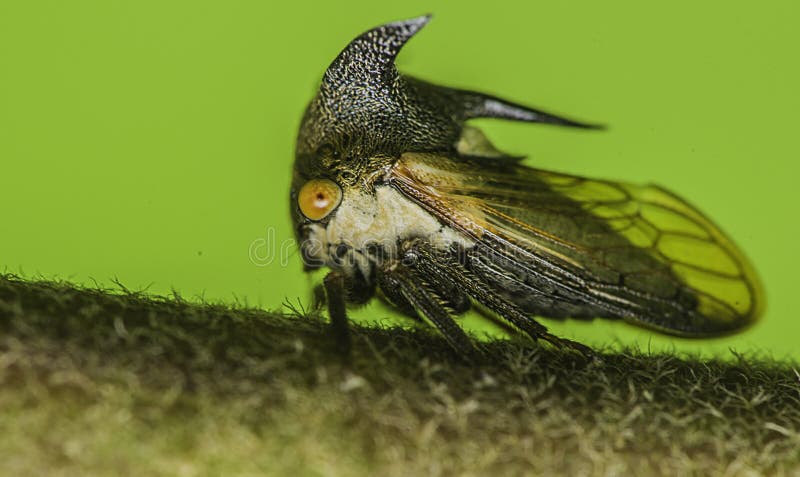 Bella Cicala Nera in Malesia Fotografia Stock - Immagine di albero ...