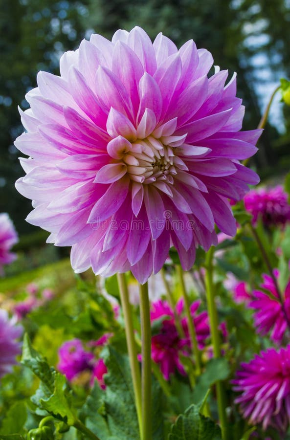 Bella Dalia Rosa Della Dalia Dahlia Flower Immagine Stock - Immagine di ...