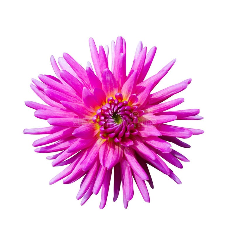 Bella Dalia Rosa Della Dalia Dahlia Flower Immagine Stock - Immagine di ...