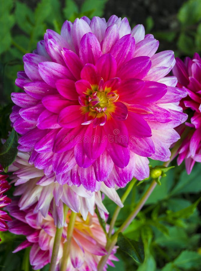 Bella Dalia Rosa Della Dalia Dahlia Flower Immagine Stock - Immagine di ...