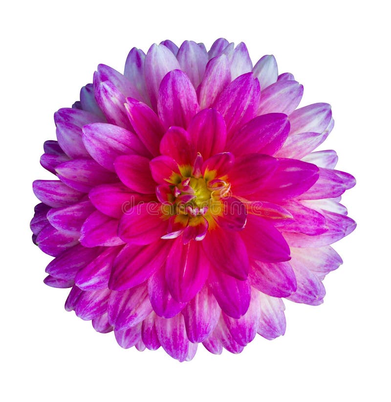 Bella Dalia Rosa Della Dalia Dahlia Flower Immagine Stock - Immagine di ...