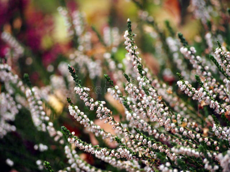 Bella Erica Bianca in Fiore Fotografia Stock - Immagine di agosto ...