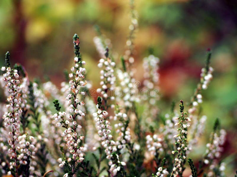 Fiori Selvaggi Dell'erica Alpina Bianca Immagine Stock - Immagine di ...
