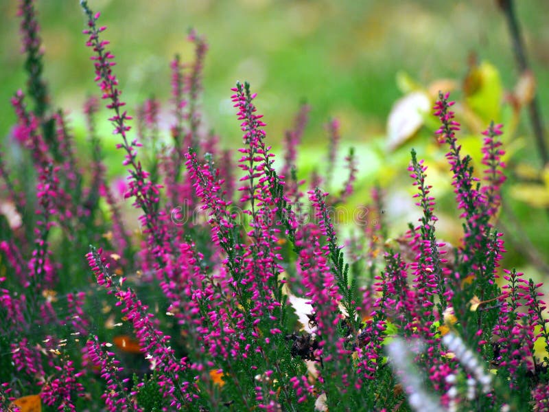 Bella Erica in Fiore Con L'abete Rosso Blu Nei Precedenti Fotografia ...